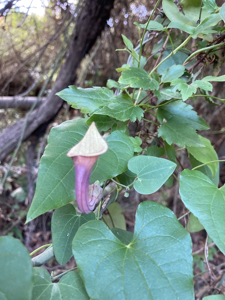 Andalusian Pipevine From Gibraltar Nature Reserve Gibraltar On April