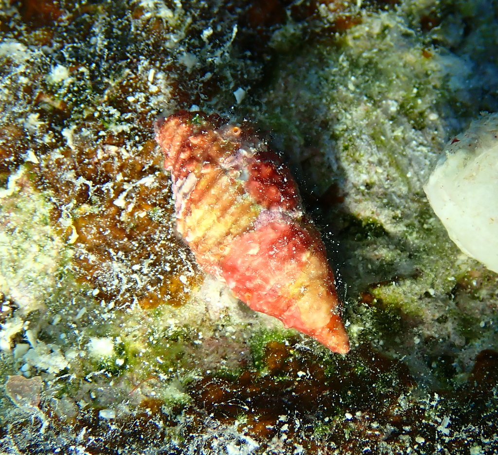 Pseudonebularia from Funafuti, Tuvalu on March 31, 2024 at 04:21 PM by ...
