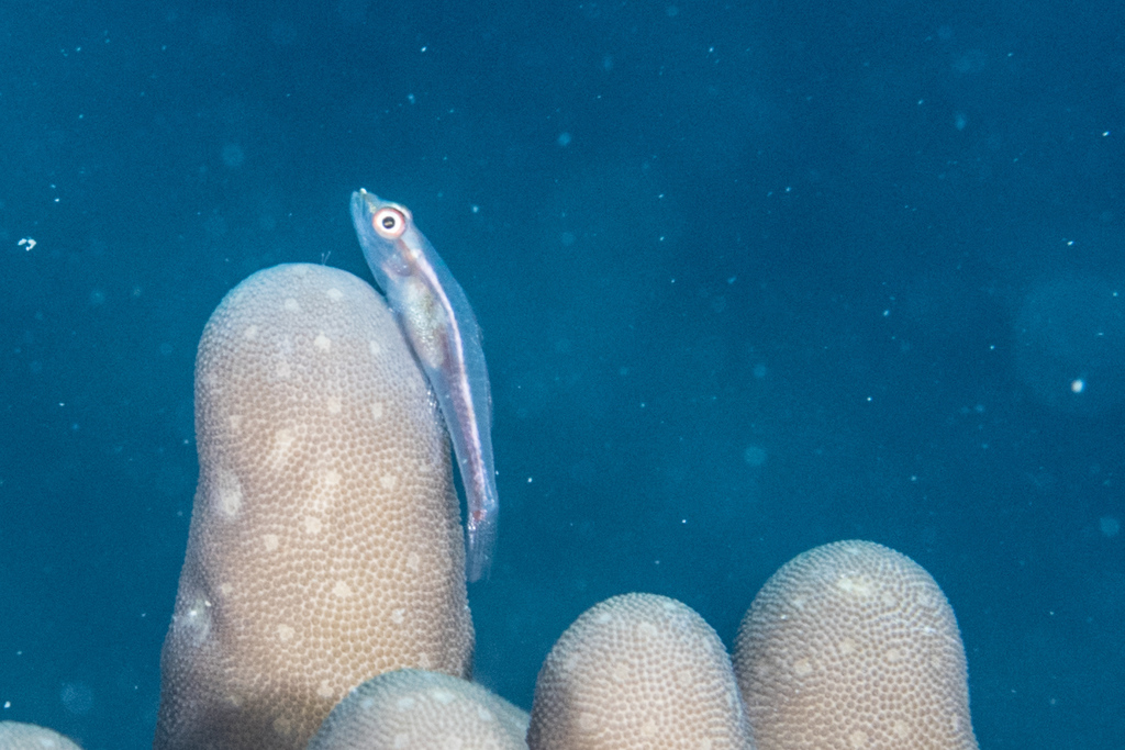 Fire-coral Goby (Bryaninops erythrops) - Marine Life Identification