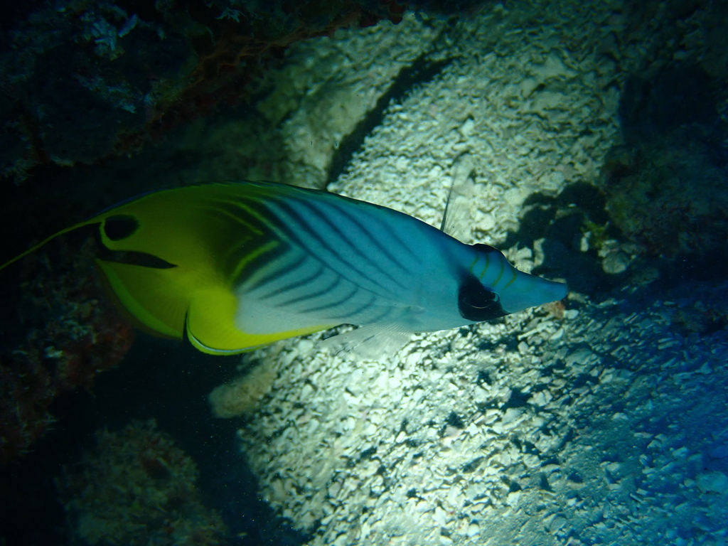 Threadfin Butterflyfish from Funafuti, Tuvalu on March 31, 2024 at 04: ...
