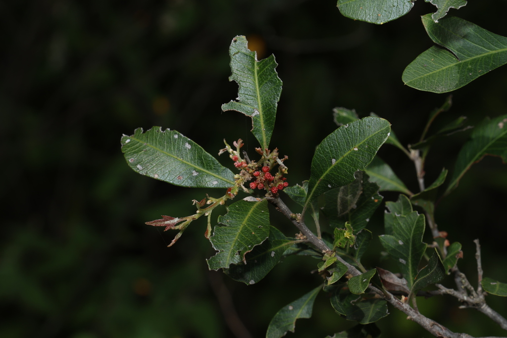 Alectryon pubescens from Mount Emlyn QLD 4357, Australia on April 13 ...