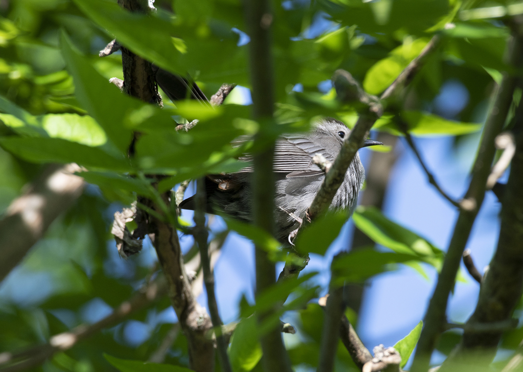 Gray Catbird from Del Ray, Alexandria, VA, USA on April 27, 2019 by ...