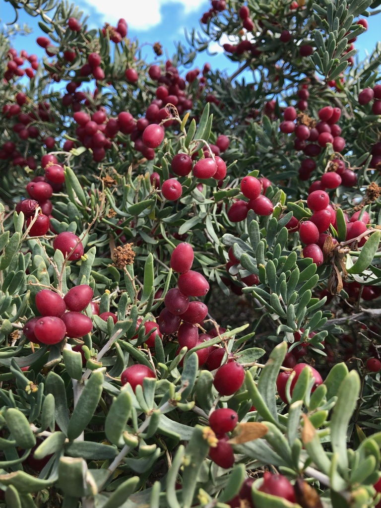 nitre bush from Esplanade, Port Noarlunga South, SA, AU on February 26 ...