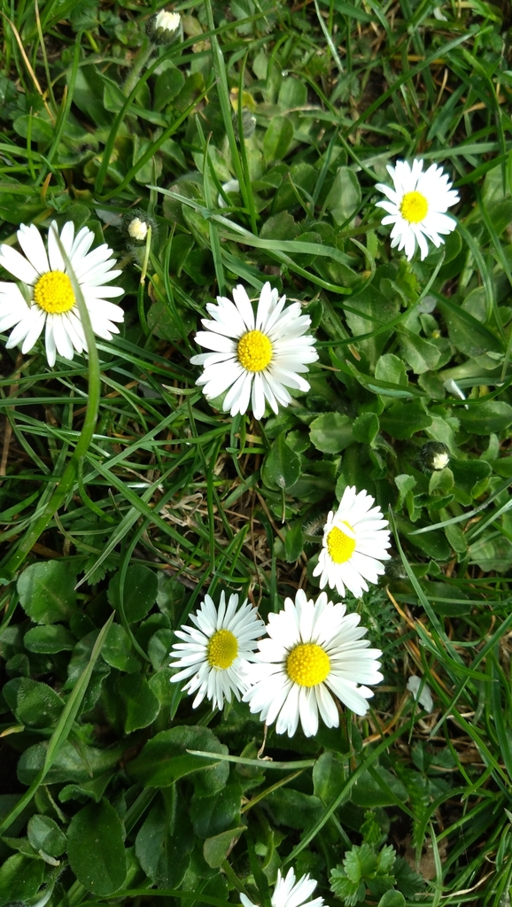 Lawn daisy from Gadstrup on April 13, 2024 at 11:42 AM by Mette Haugen ...