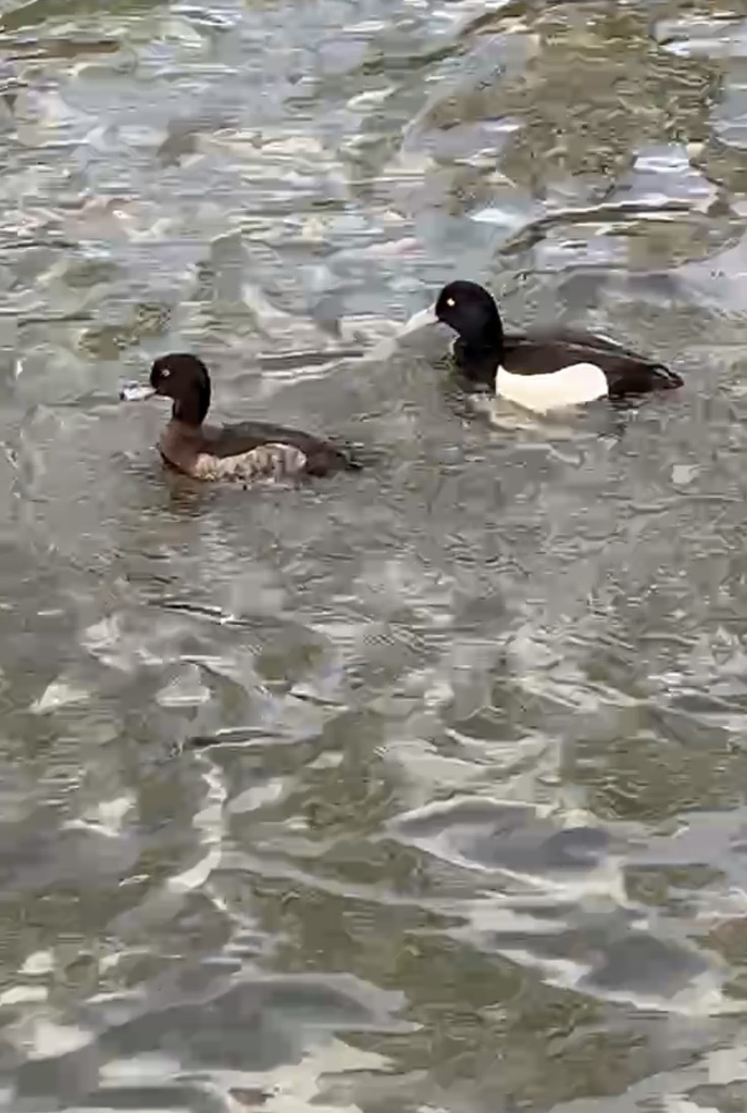 Tufted Duck from Peak District National Park, Bakewell, England, GB on ...