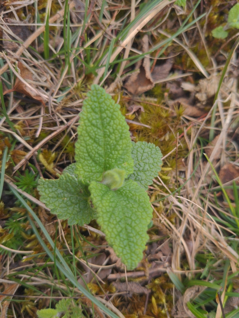 mint family from Silverdale, UK on April 11, 2024 at 01:47 PM by ...