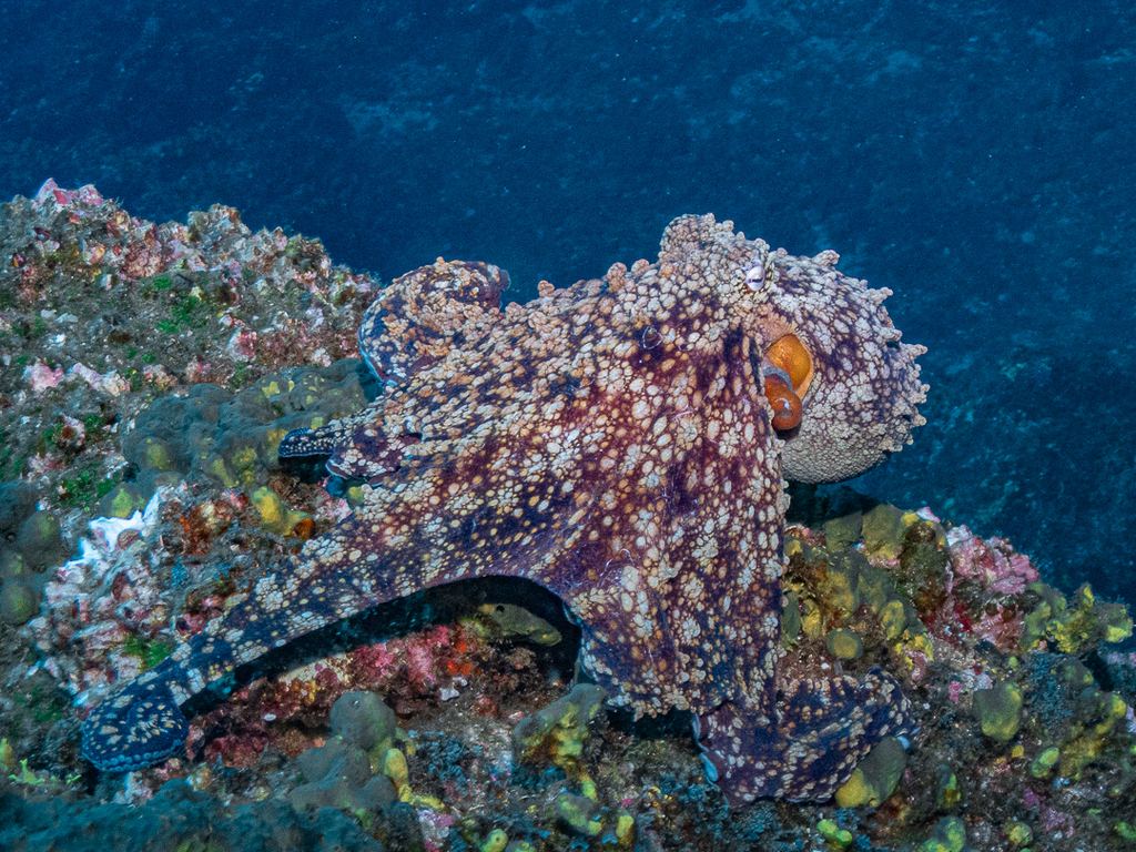 Galápagos Reef Octopus from Cabo Pearce dive site on February 27, 2023 ...