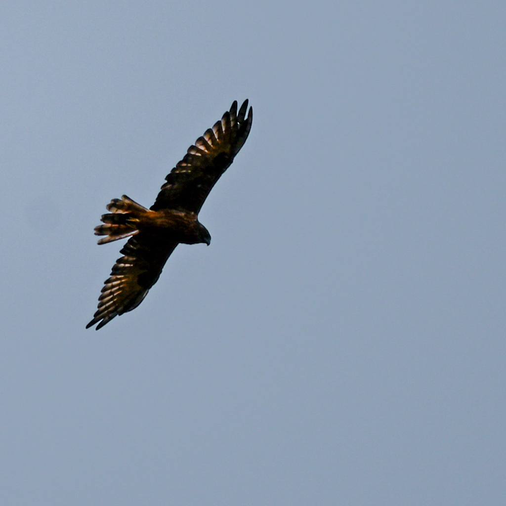Swamp Harrier from French Island VIC 3921, Australia on April 12, 2024 ...