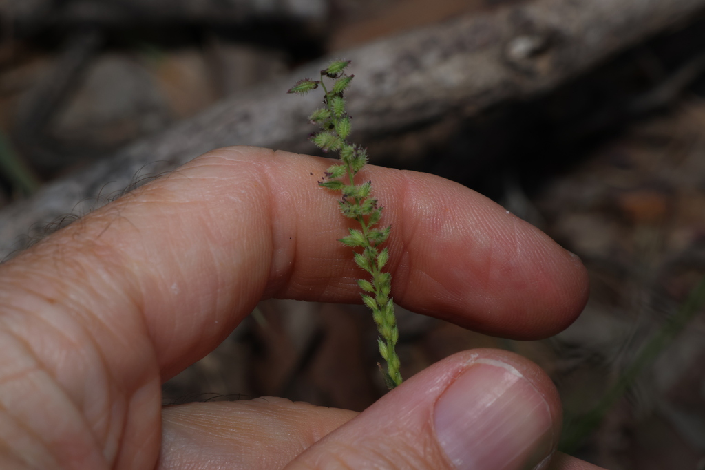 Australian bur-grass from Millmerran Woods QLD 4357, Australia on April ...