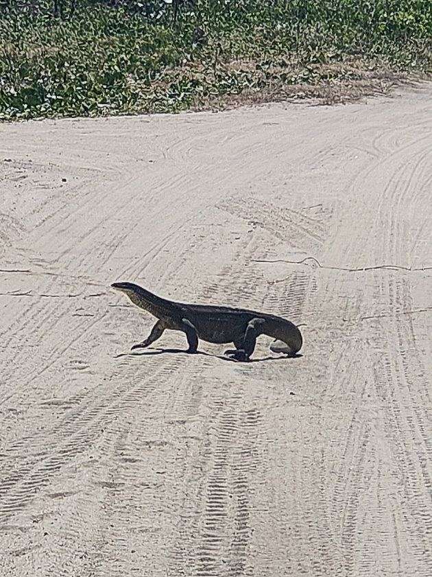 Eastern Argus Monitor from Karumba QLD 4891, Australia on April 10 ...