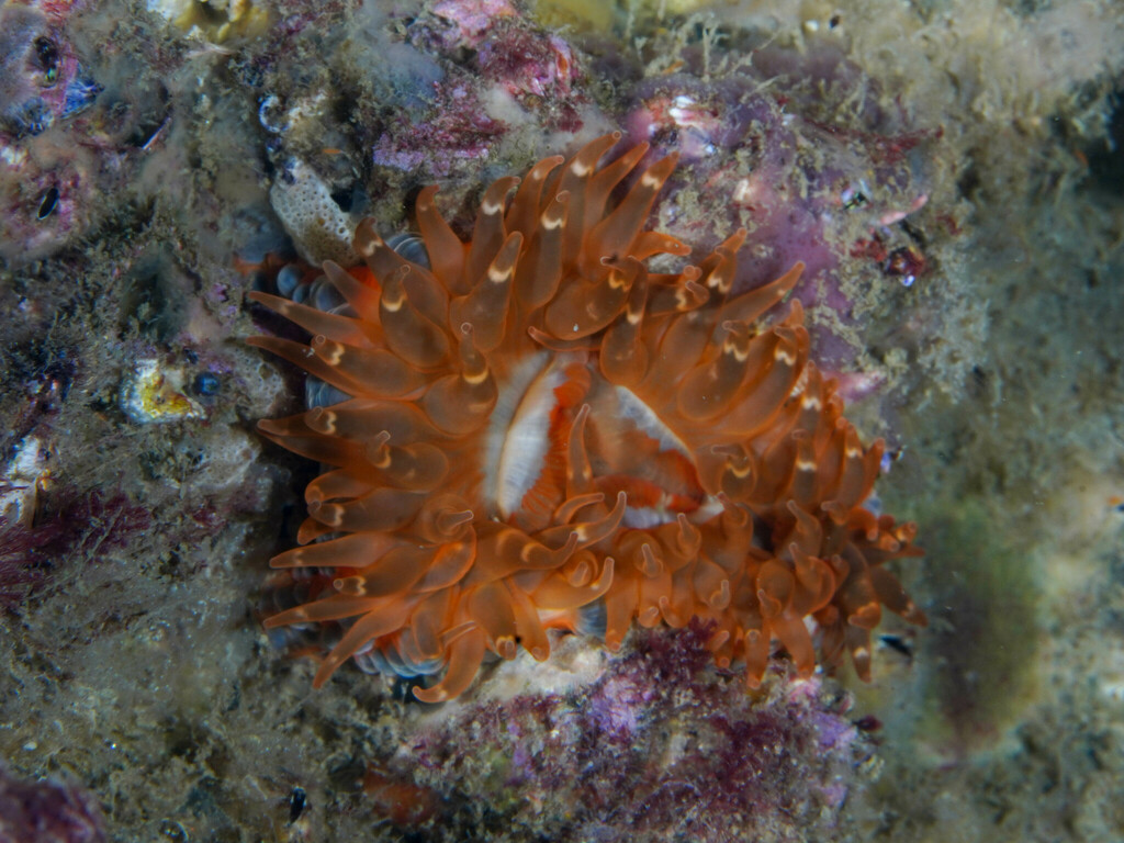 mulberry anemone from Main Beach QLD 4217, Australia on April 13, 2024 ...
