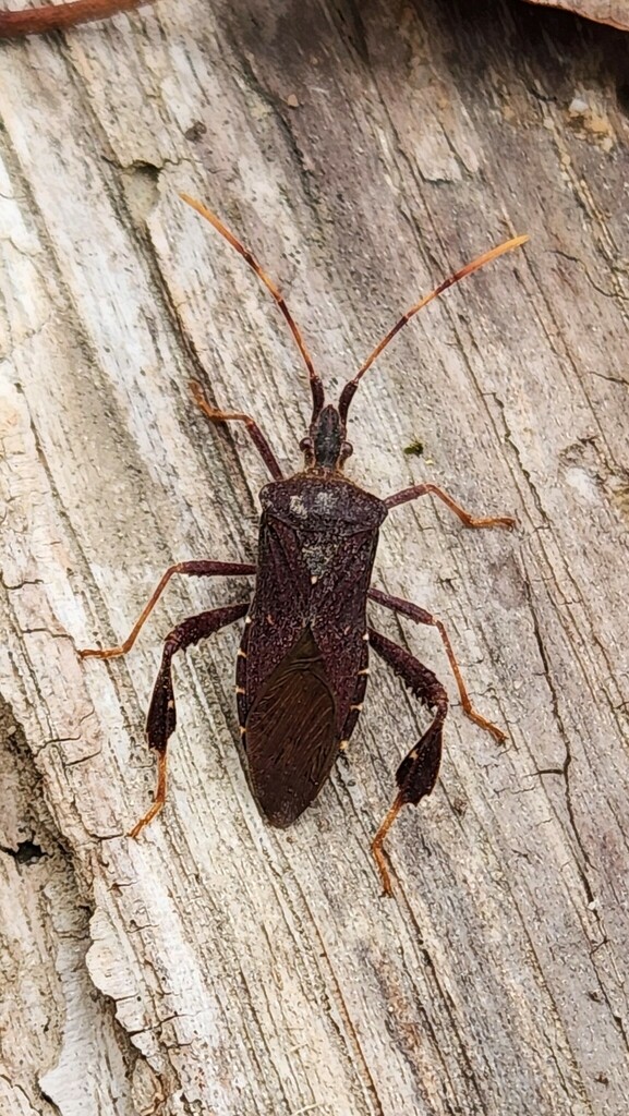 Northern Leaf-footed Bug in April 2024 by smuller. https://bugguide.net ...