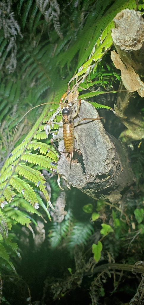 Auckland Tree Weta from Auckland 0781, New Zealand on April 13, 2024 at ...
