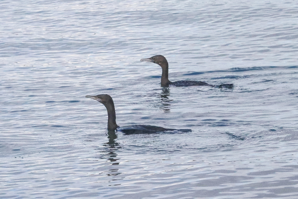 Little Black Cormorant from Newhaven VIC 3925, Australia on April 13 ...