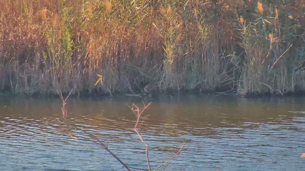 American Beaver from Surry County, VA, USA on April 13, 2024 at 08:20 ...