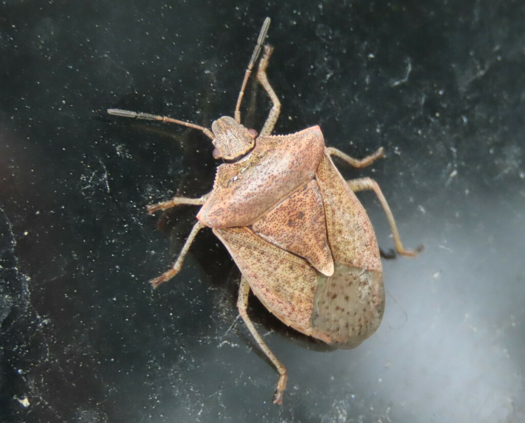 Stink Bugs from Anoka County, MN, USA on September 28, 2023 at 10:35 AM ...