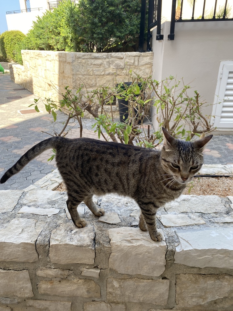 Domestic Cat from Crete, Stalida, Crete, GR on April 13, 2024 at 03:29 ...