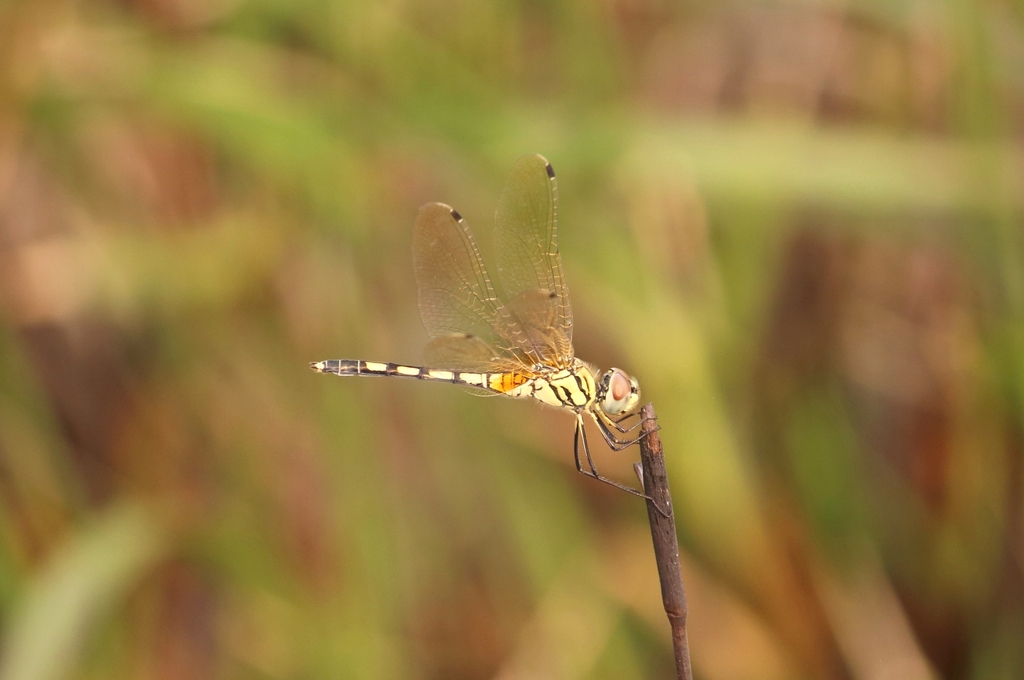 Dancing Dropwing from Pynursla, Meghalaya 793110, India on April 13 ...