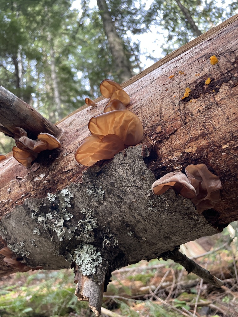 Jelly Tree Ear from Bonner County, US-ID, US on April 11, 2024 at 04:48 ...