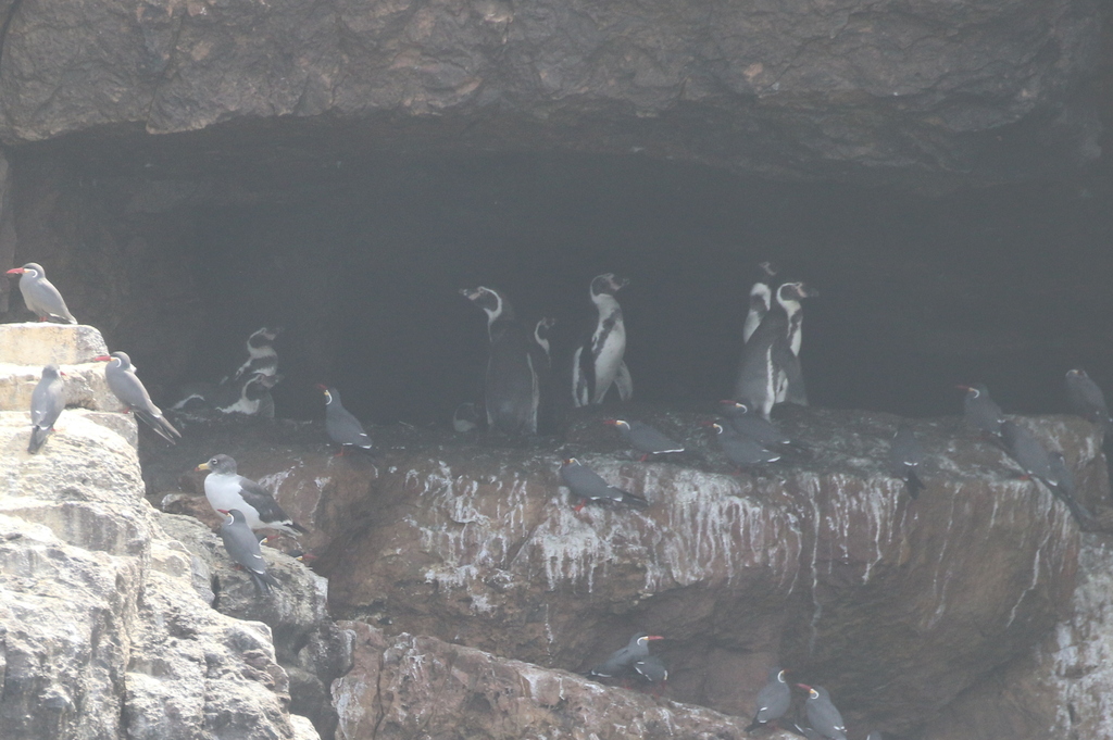 Humboldt Penguin in March 2024 by Henggang Cui · iNaturalist