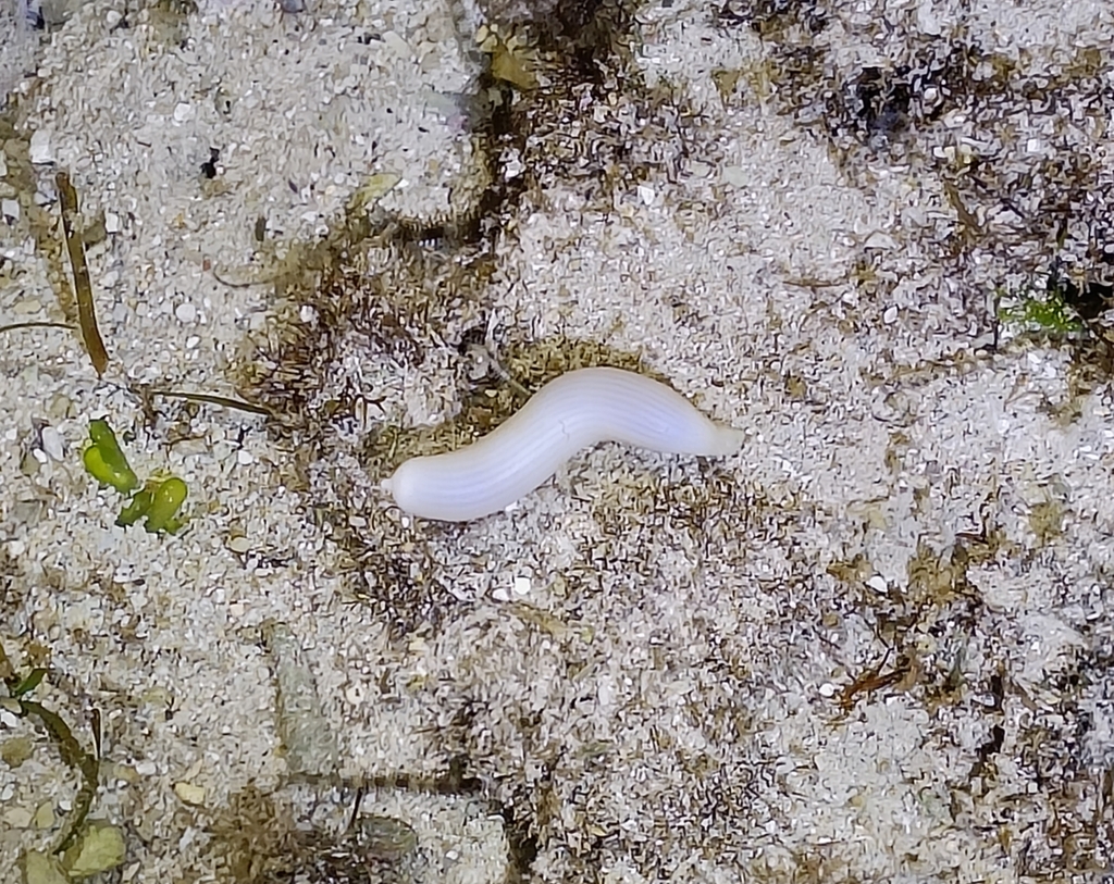 Sipunculus from 台灣 on April 13, 2024 at 06:39 PM by Chen Shu · iNaturalist