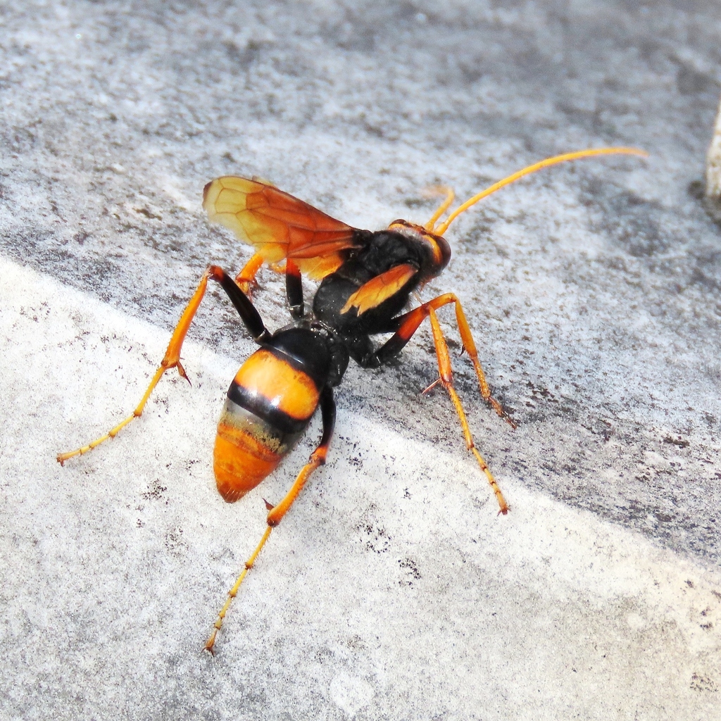 Two-colored Orange Spider Wasp from Pambula NSW 2549, Australia on ...