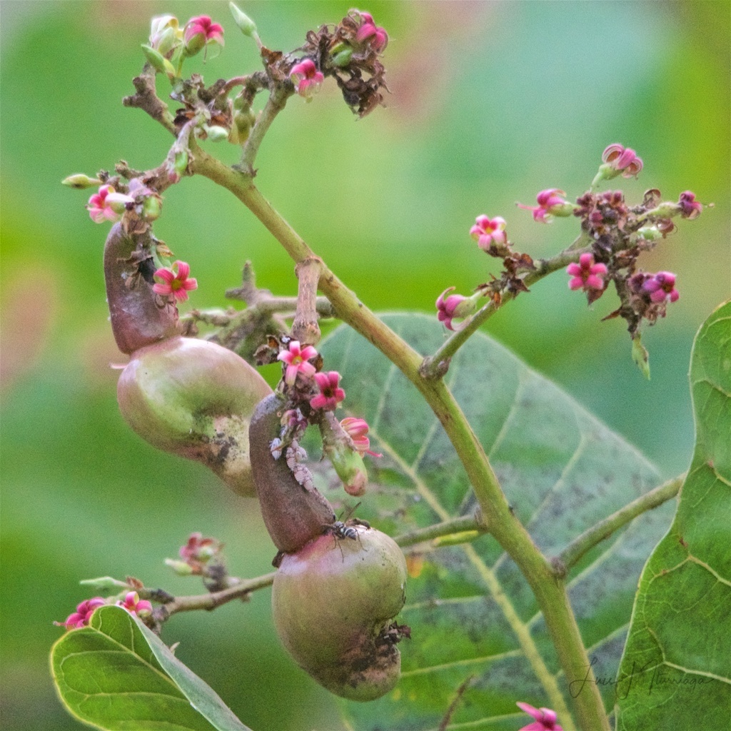 cashews (Anacardium) - Botanical Realm