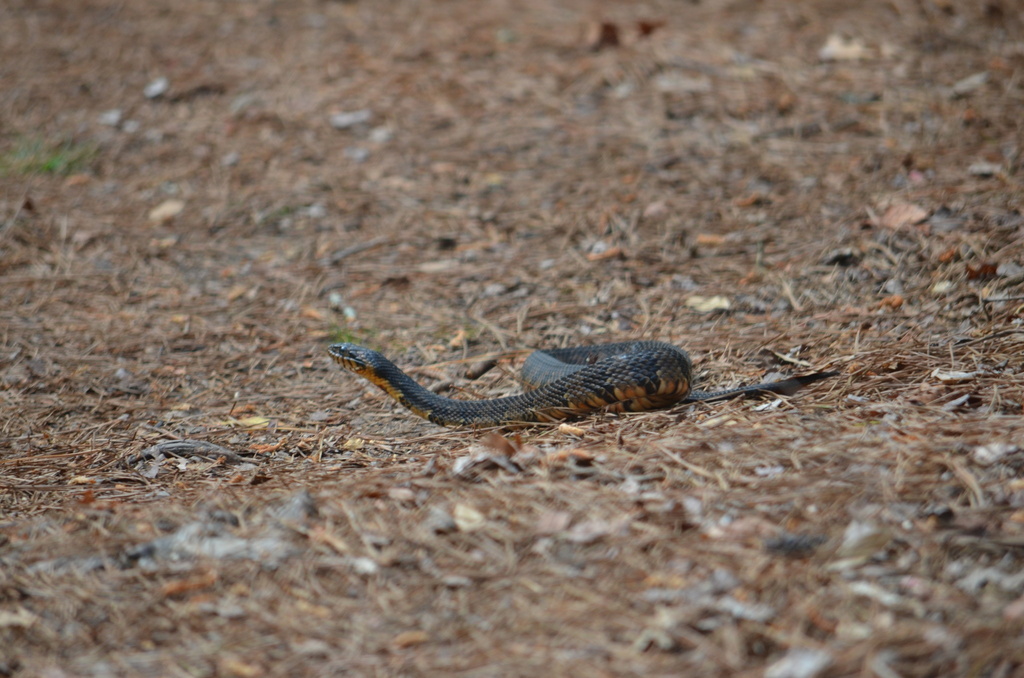 Banded Watersnake from Myrtle Beach State Park, Myrtle Beach, SC, US on ...