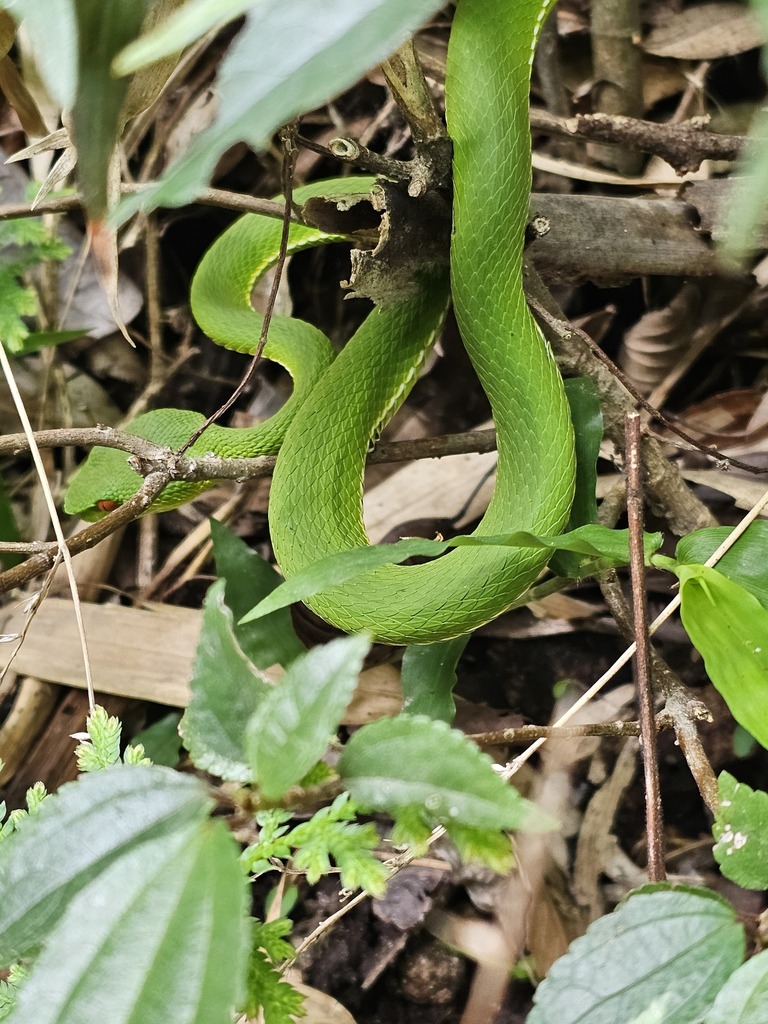 Chinese Green Tree Viper from 台灣臺北 on April 13, 2024 at 11:48 AM by 郭伯川 ...