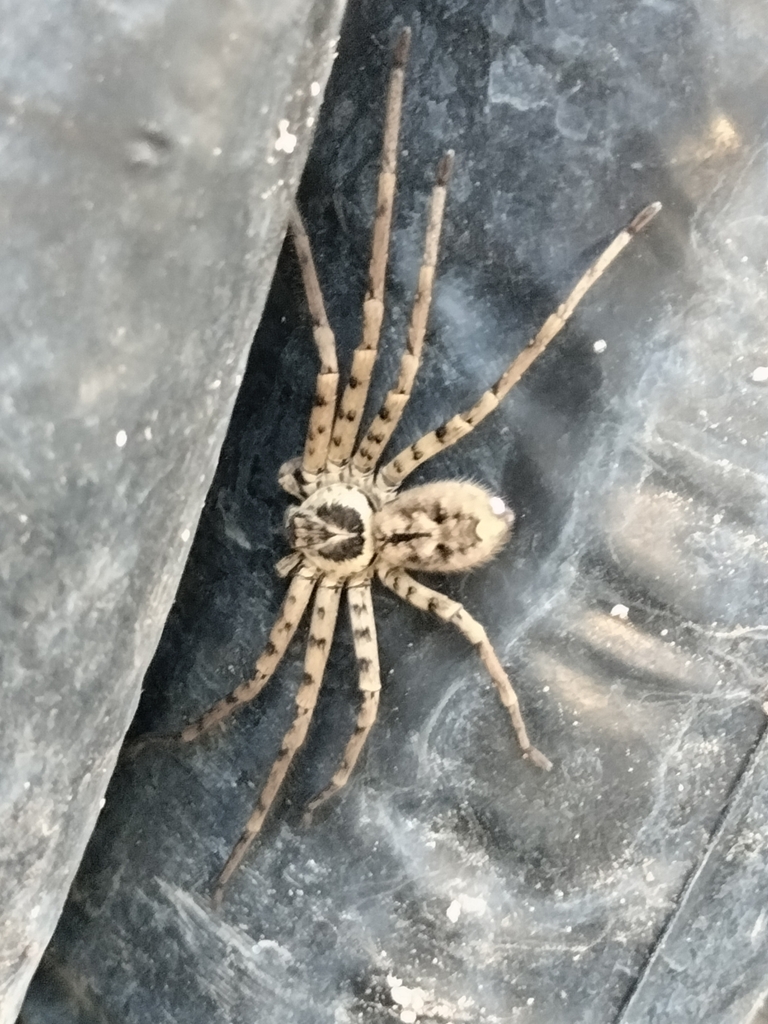 Pantropical Huntsman Spider from JFP6+26, 63779 Puerto Balleto, Nay ...