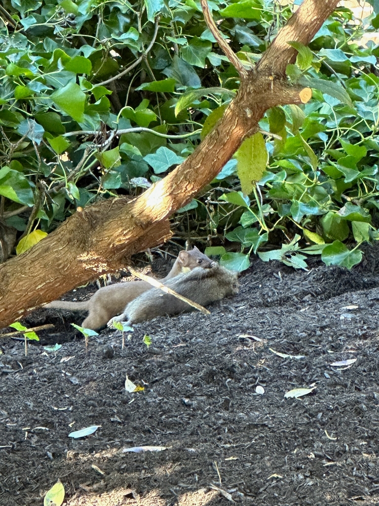 Long-tailed Weasel from North Beach/Blue Ridge, Seattle, WA, USA on ...