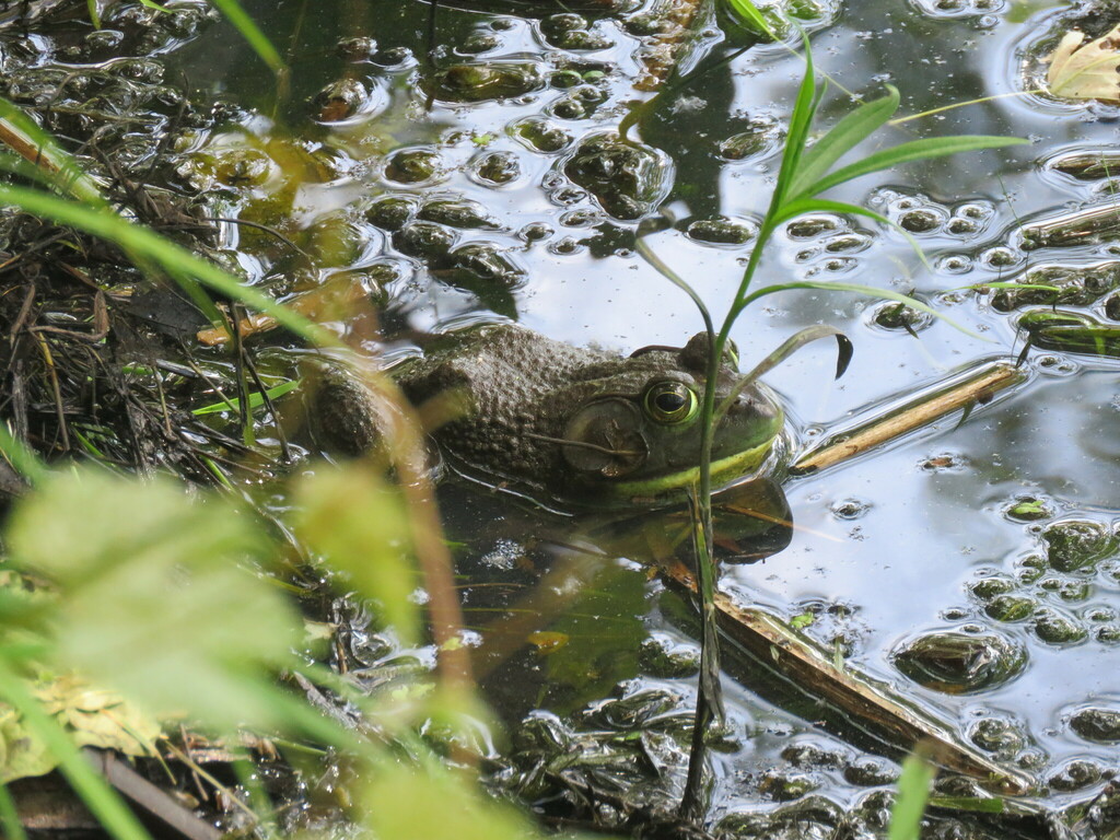 American Bullfrog from Macrae Farm Park, 1136 Macrae Rd, Colchester, VT ...