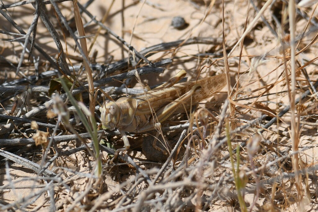 Desert Locust from באר שבע, ישראל on April 01, 2024 at 10:11 AM by ...