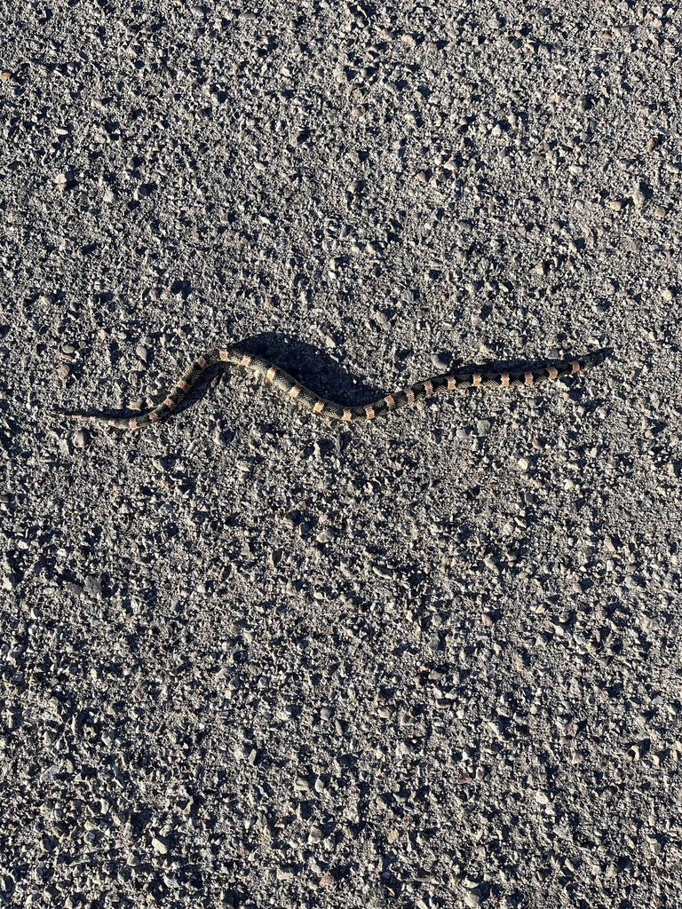 Long-nosed Snake from E Broadway Blvd, Tucson, AZ, US on April 13, 2024 ...