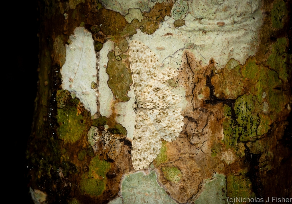 Catoria camelaria from Tamborine Mountain QLD 4272, Australia on March ...