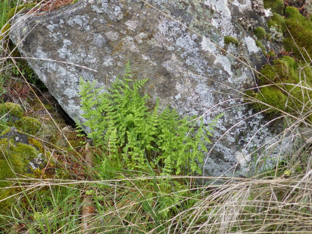 cliff ferns from , Washington, United States on April 13, 2018 at 02:50 ...