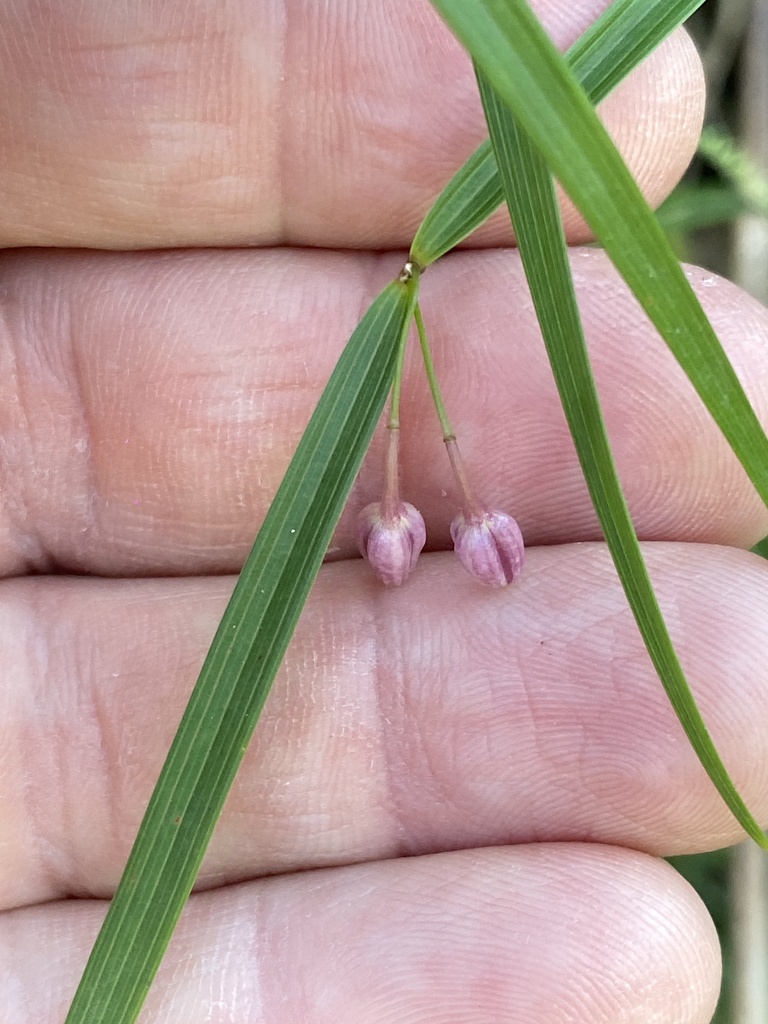 Wombat Berry from Warwick - North, AU-QL, AU on April 9, 2024 at 03:50 ...