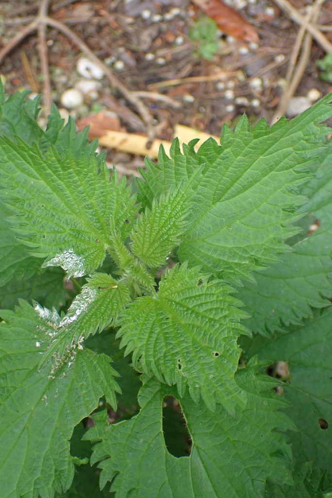 great stinging nettle from Waterlooville, UK on April 13, 2024 at 12:51 ...