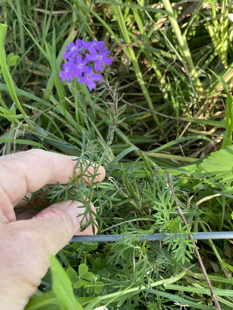 South American mock vervain from Warwick - North, AU-QL, AU on April 9 ...
