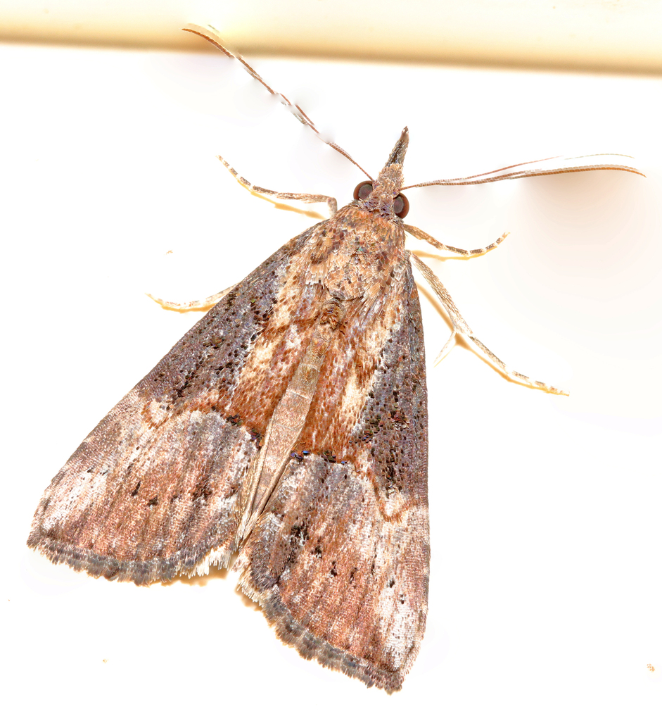 Green Cloverworm Moth from Oak Ridge, TN, USA on April 10, 2024 at 08: ...