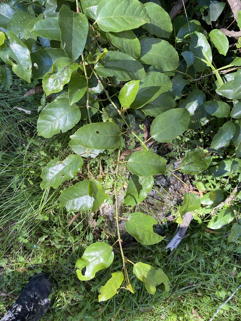 Kangaroo Vine from Warwick - North, AU-QL, AU on April 10, 2024 at 02: ...