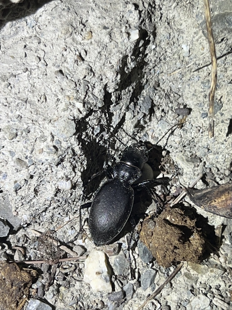 Carabus alexandrae from 200乡道, 阿坝藏族羌族自治州, 四川省, CN on April 13, 2024 at ...