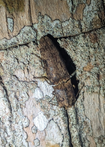 Cryptalaus nodulosus · Naturalista Costa Rica
