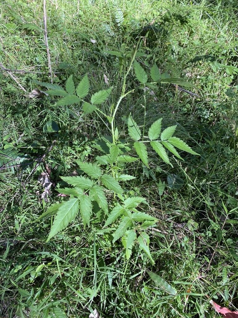 roseleaf bramble from Warwick - North, AU-QL, AU on April 10, 2024 at ...