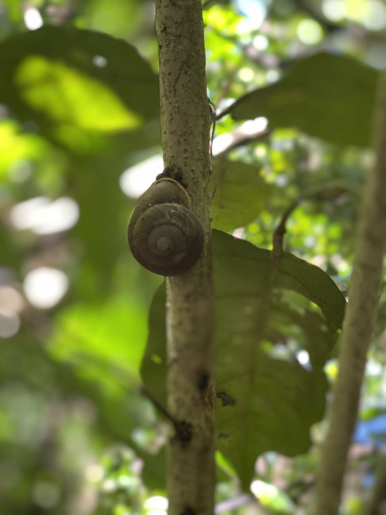 Granodomus lima from Julio Enrique Monagas National Park, Bayamón ...
