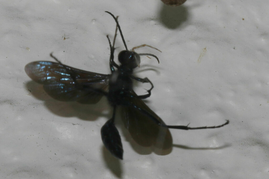Nearctic Blue Mud-dauber Wasp in May 2021 by William Hull. Wasp is ...