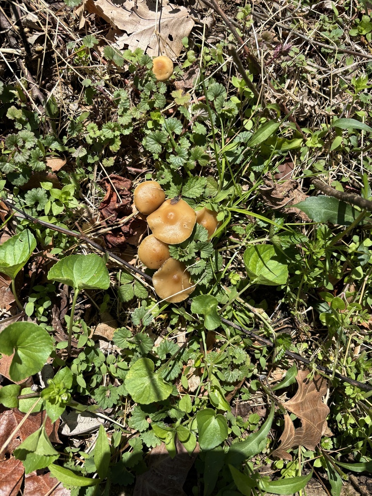 Psychedelic Ovoid Mushroom from Guyandotte Baptist Rd, Ona, WV, US on ...