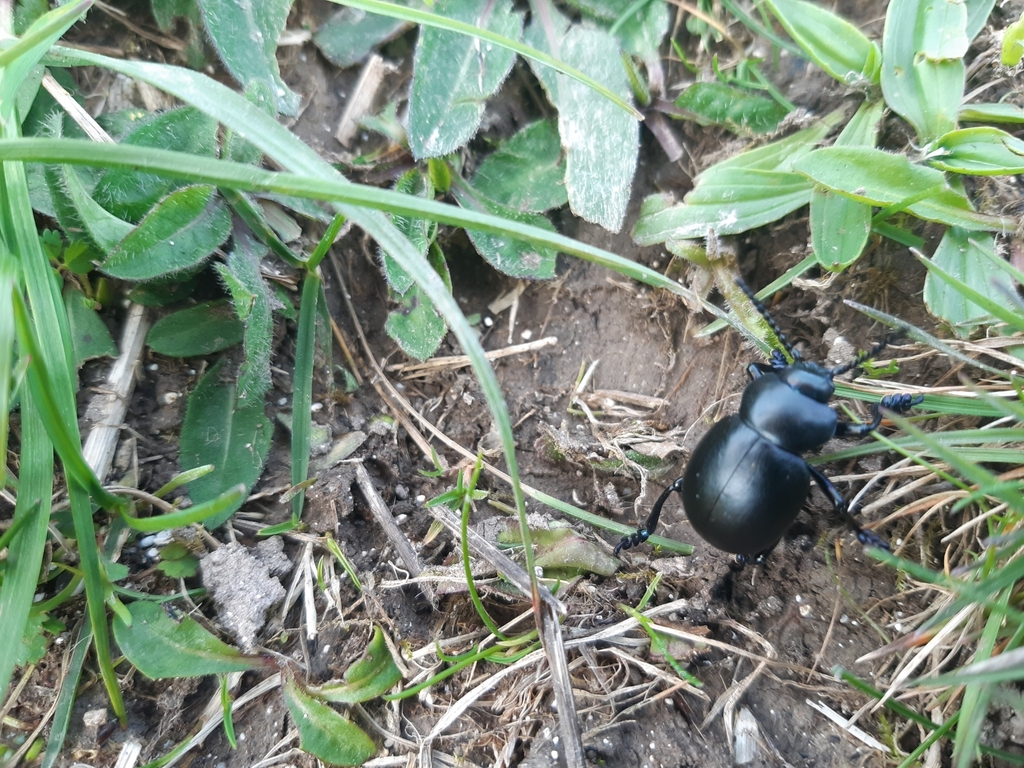 Timarcha from East Woodyates, Salisbury SP5 5RQ, UK on April 13, 2024 ...