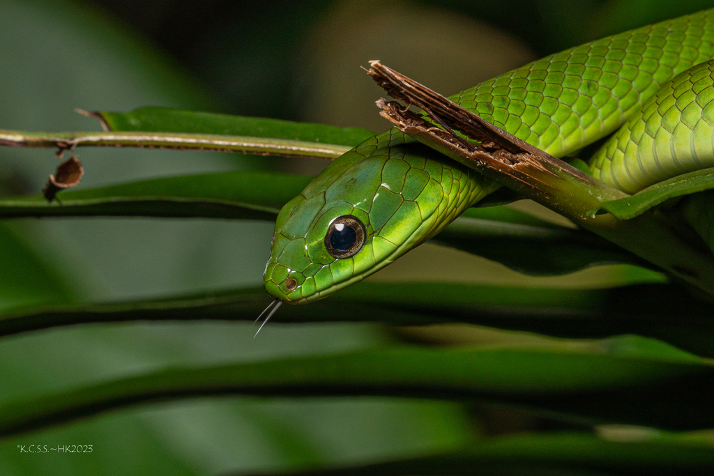 Chinese Green Snake in August 2023 by kcss · iNaturalist