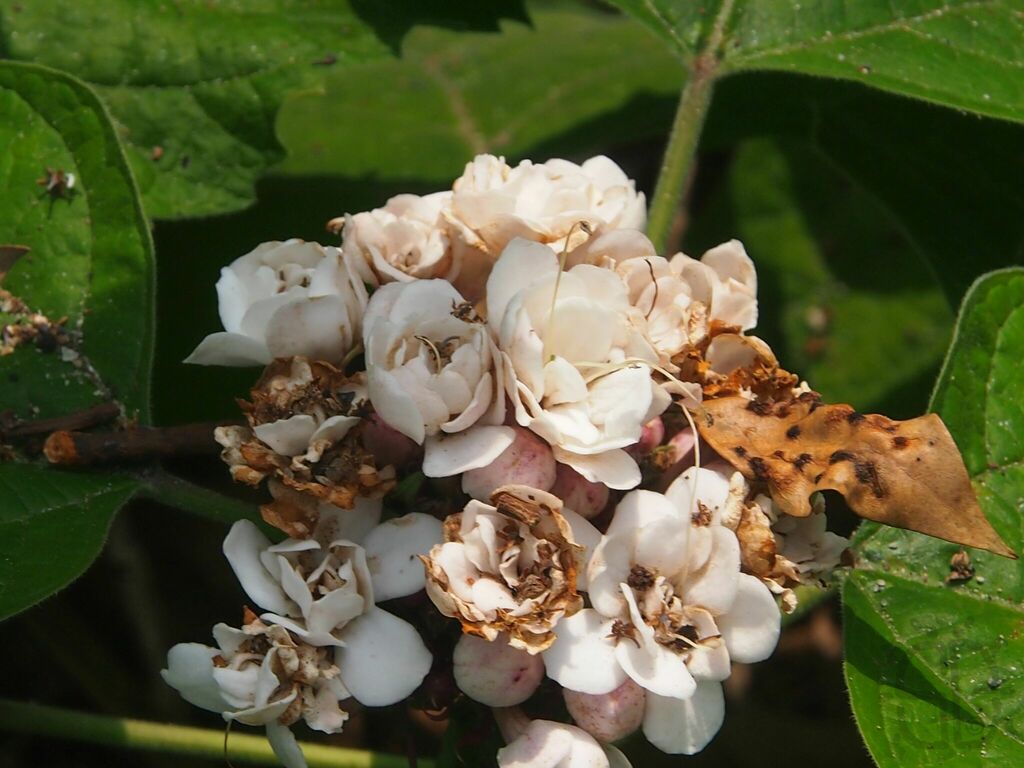 Chinese Glorybower from Fu Tei Au, Sheung Shui, Hong Kong on April 13 ...